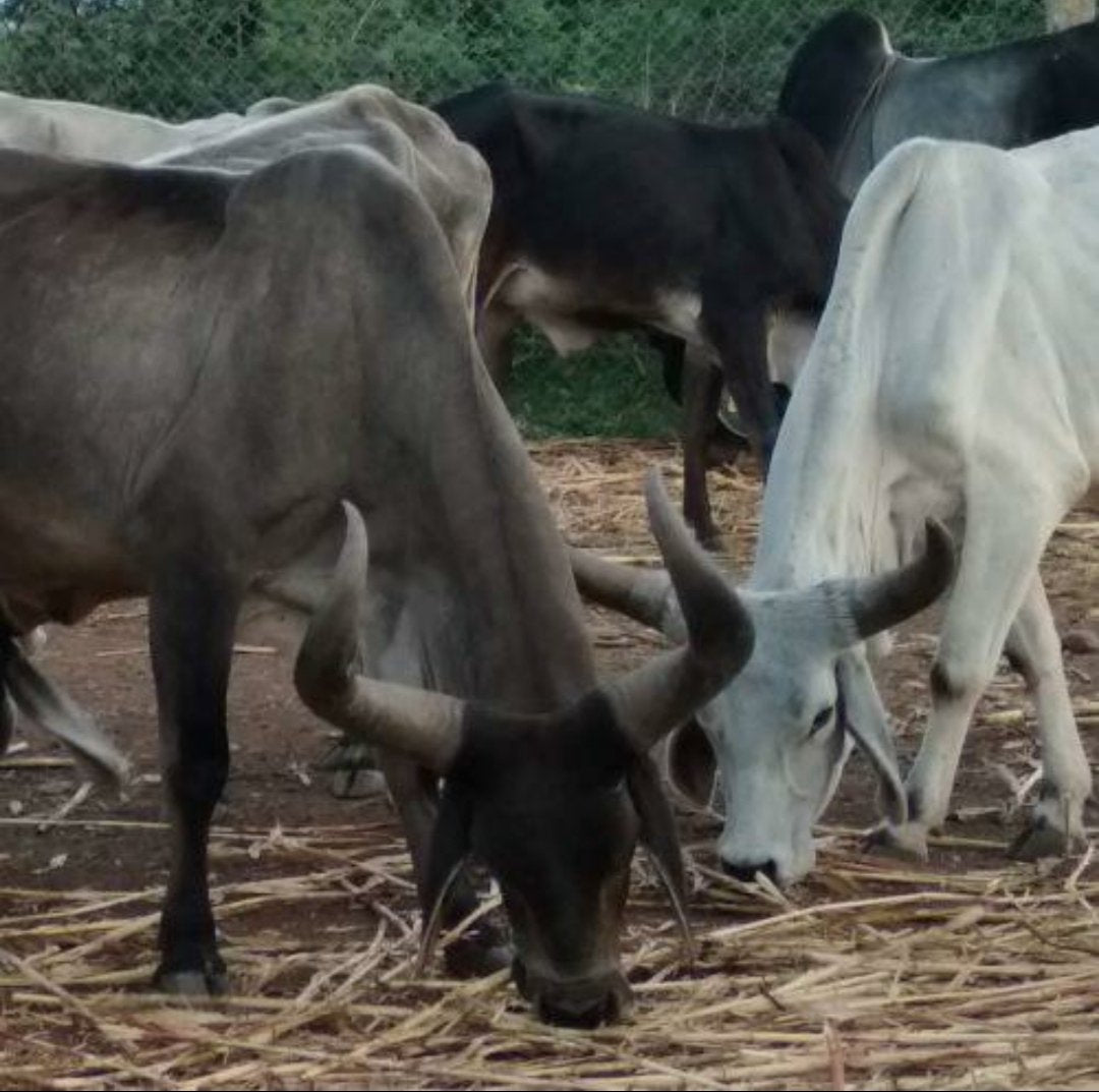 Gou(cow) Ark – HealthyOrganic